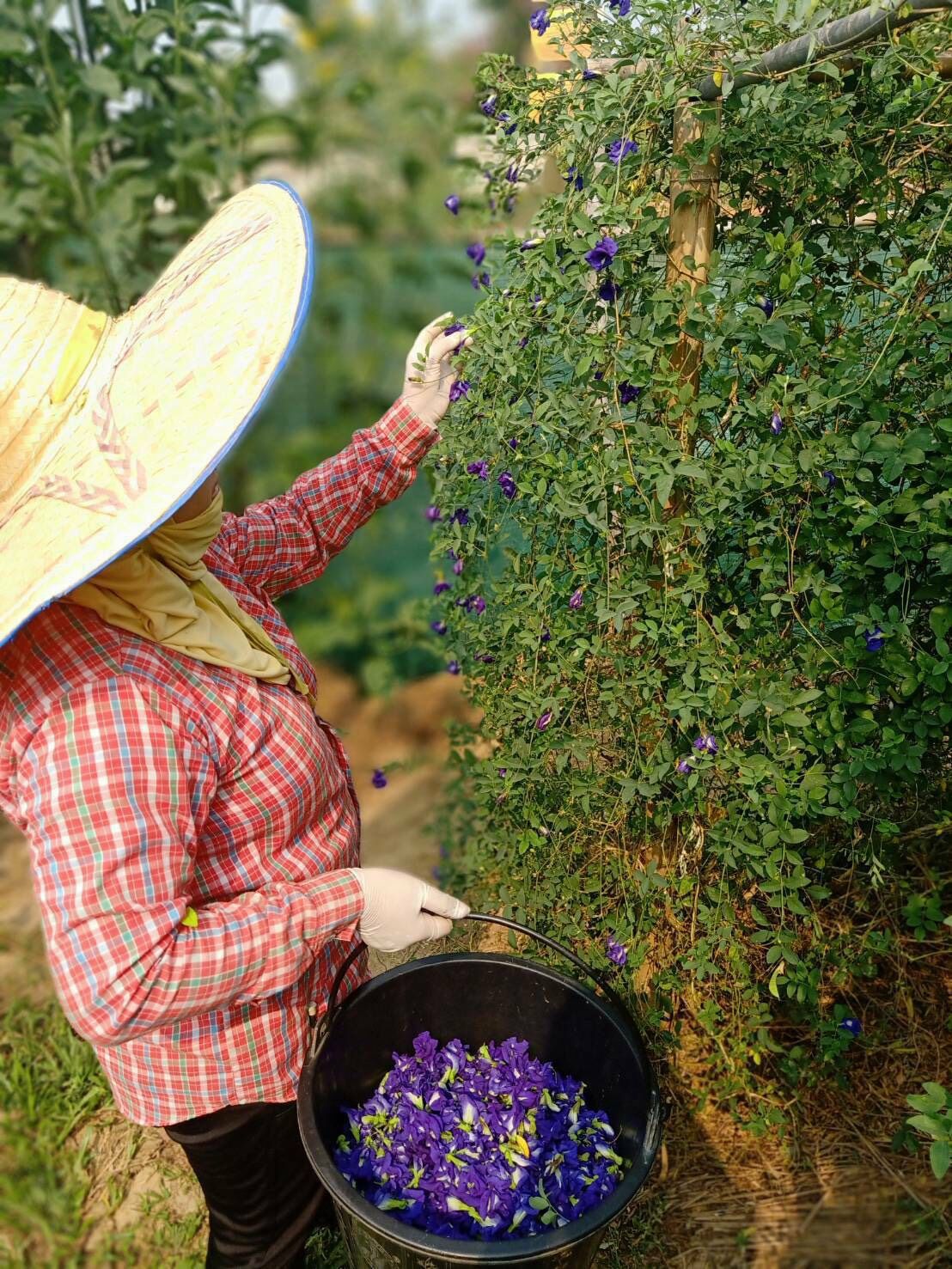 Organic Kaffir Lime Tea (Dried leaf) - Thailand botanicals